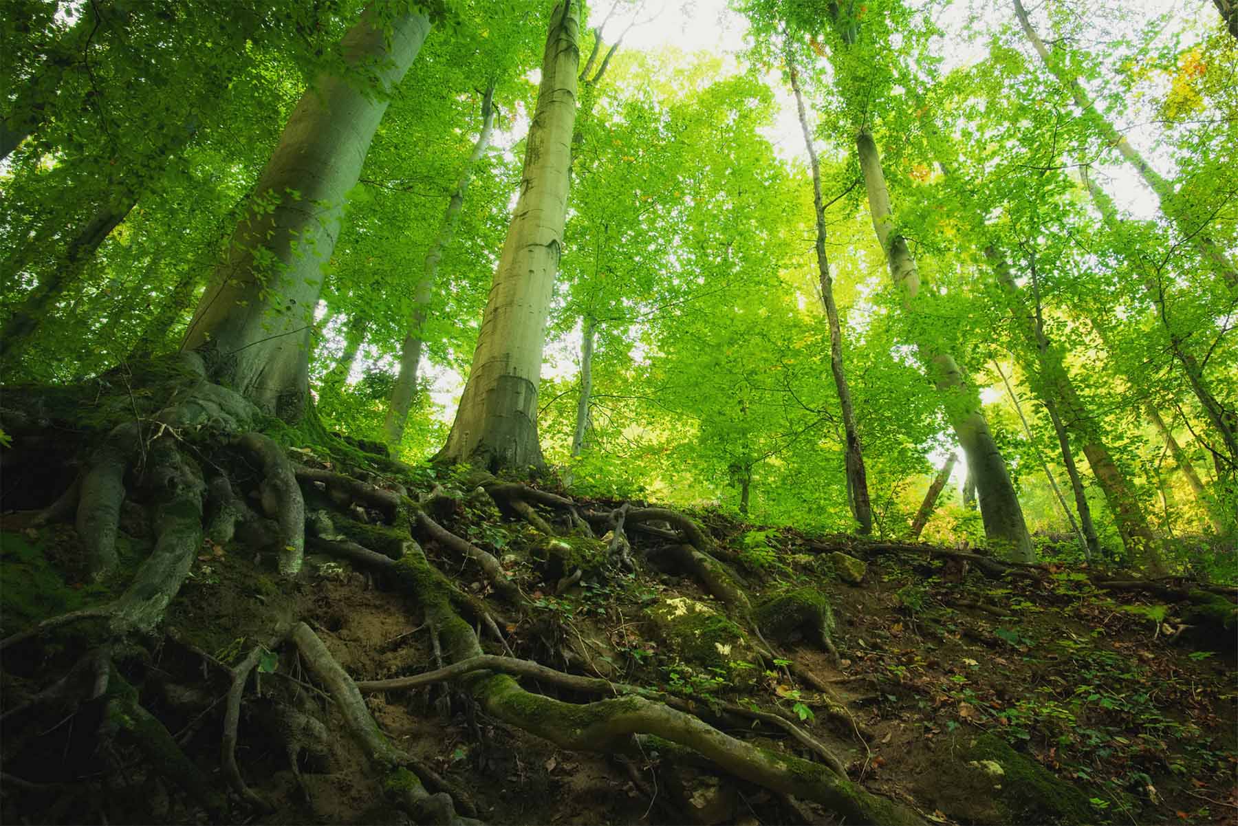 Getting to the Root - Dawn Mann Sanders